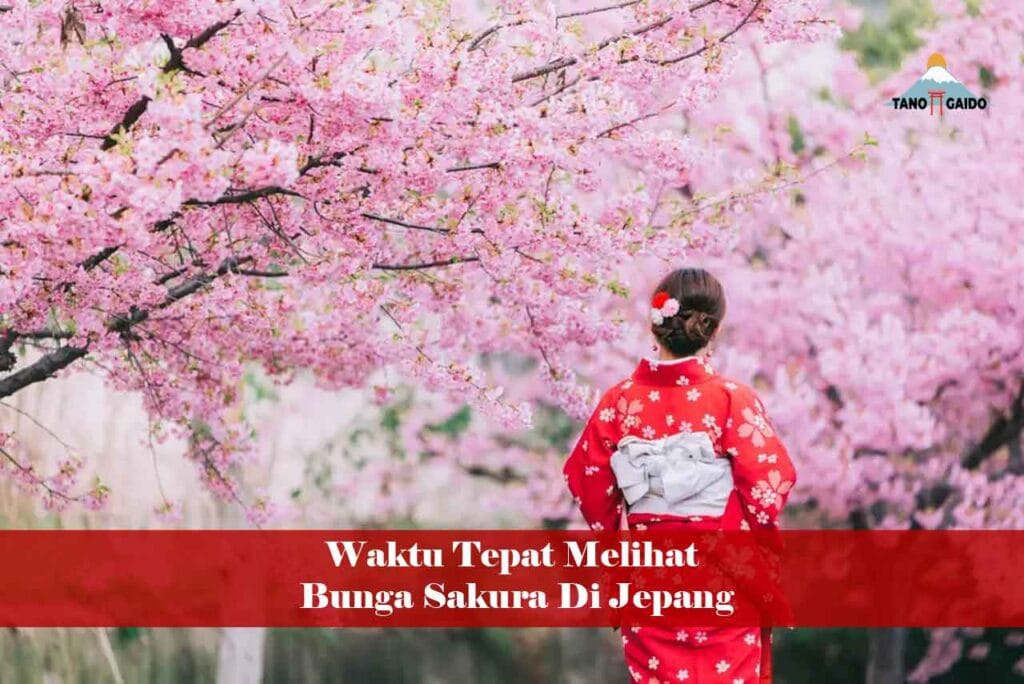 Waktu Tepat Melihat Bunga Sakura Di Jepang | Wisata Jepang