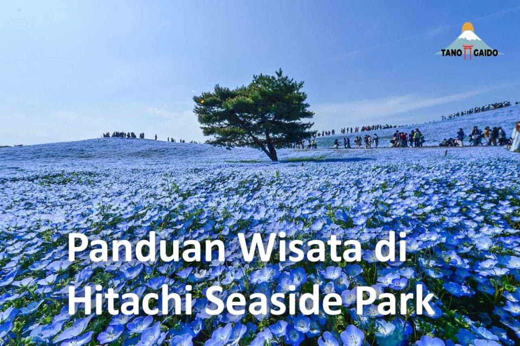 Panduan Lengkap Wisata Di Hitachi Seaside Park | Tanogaido