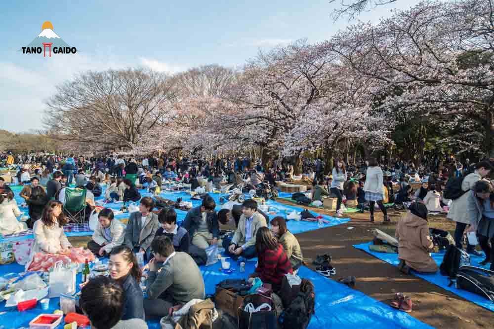 Panduan Wisata Lengkap Di Yoyogi Park, Tokyo | TANOGAIDO