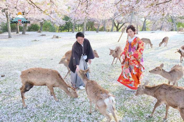Info Wisata Di Nara Park | TANOGAIDO